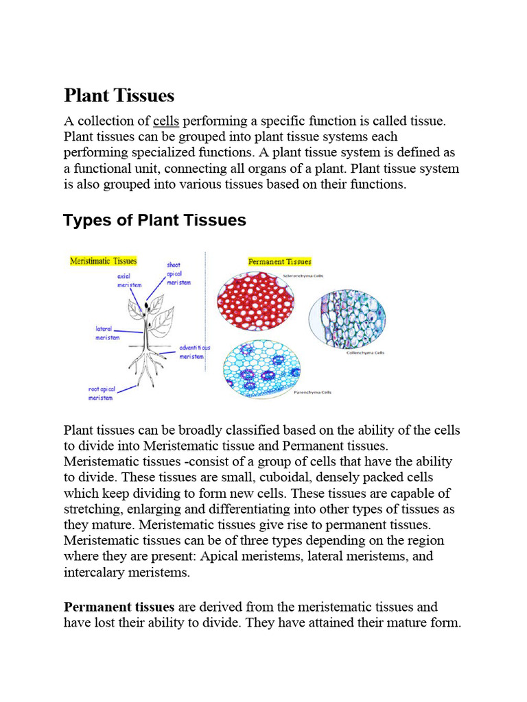 D 12 180 61783a67a9b14 | PDF | Tissue (Biology) | Plant Stem