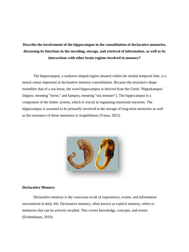 The hippocampus | PDF | Hippocampus | Memory