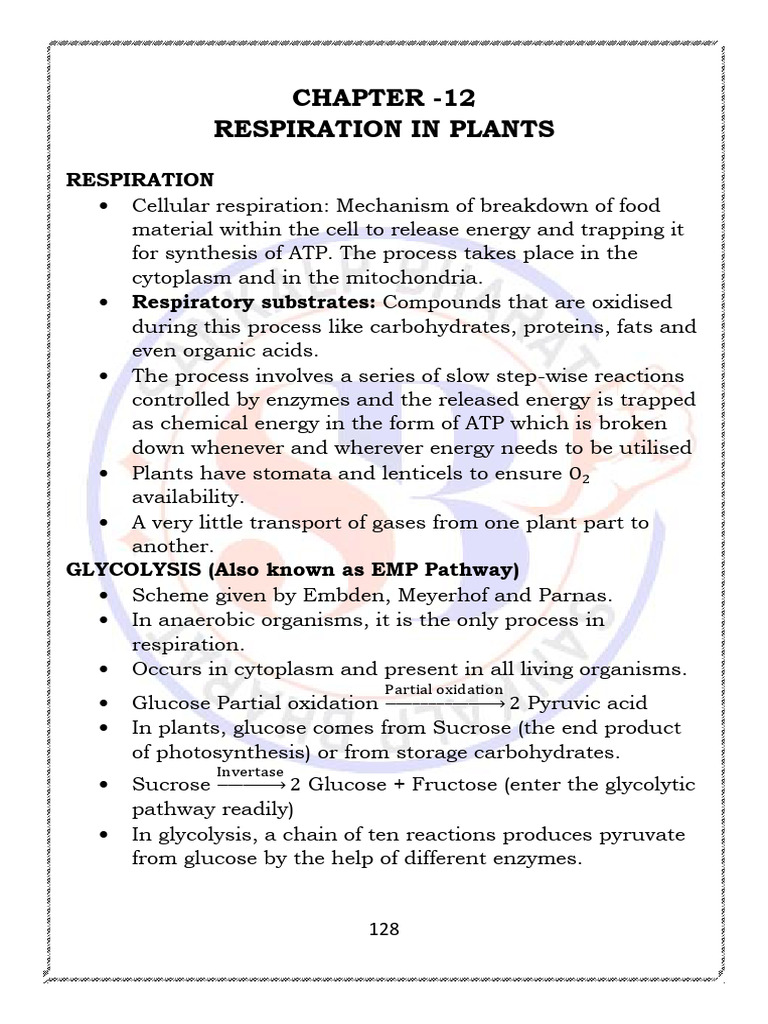 Plant Respiration: Glycolysis to ATP Production | PDF | Cellular ...