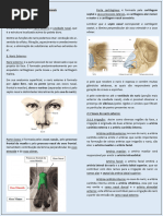 Anatomia Do Nariz e Seios Da Face | PDF | Sistema Esquelético | Otorrinolaringologia