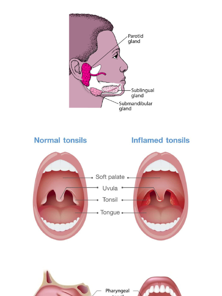 Anatomy of GI System | PDF