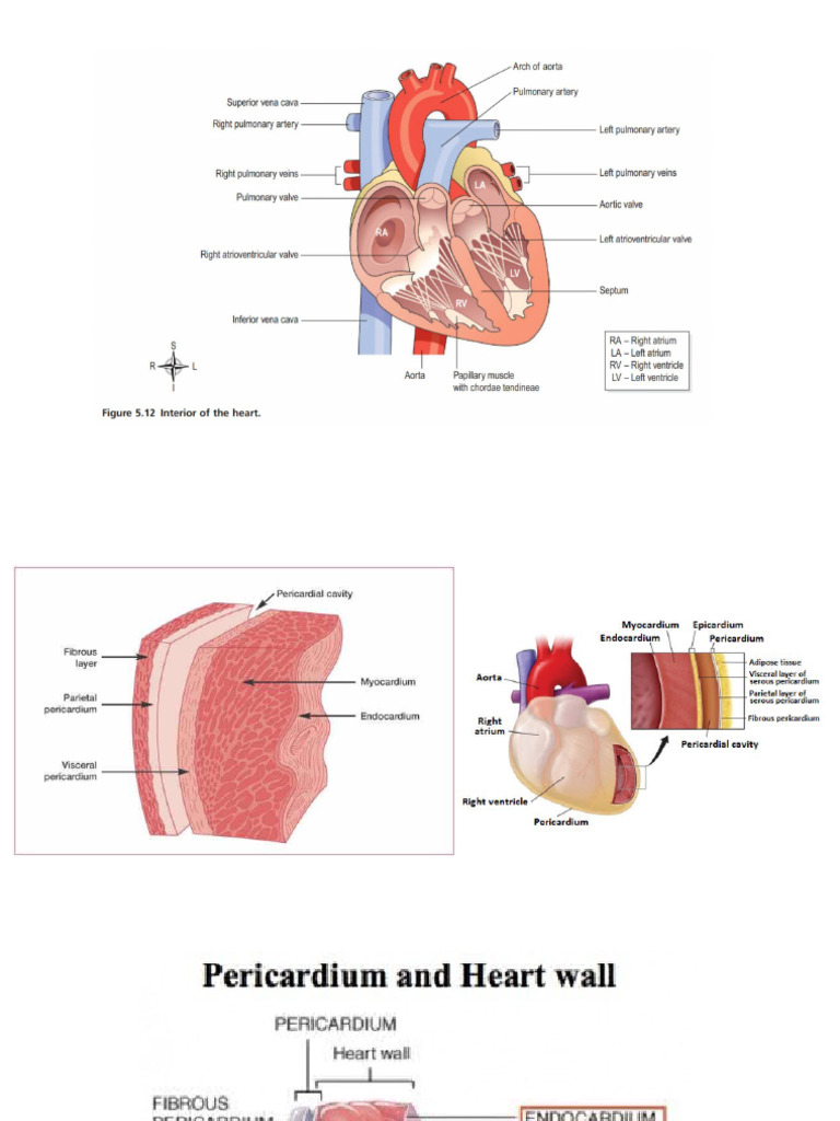 Anatomy Of Cvs Pdf