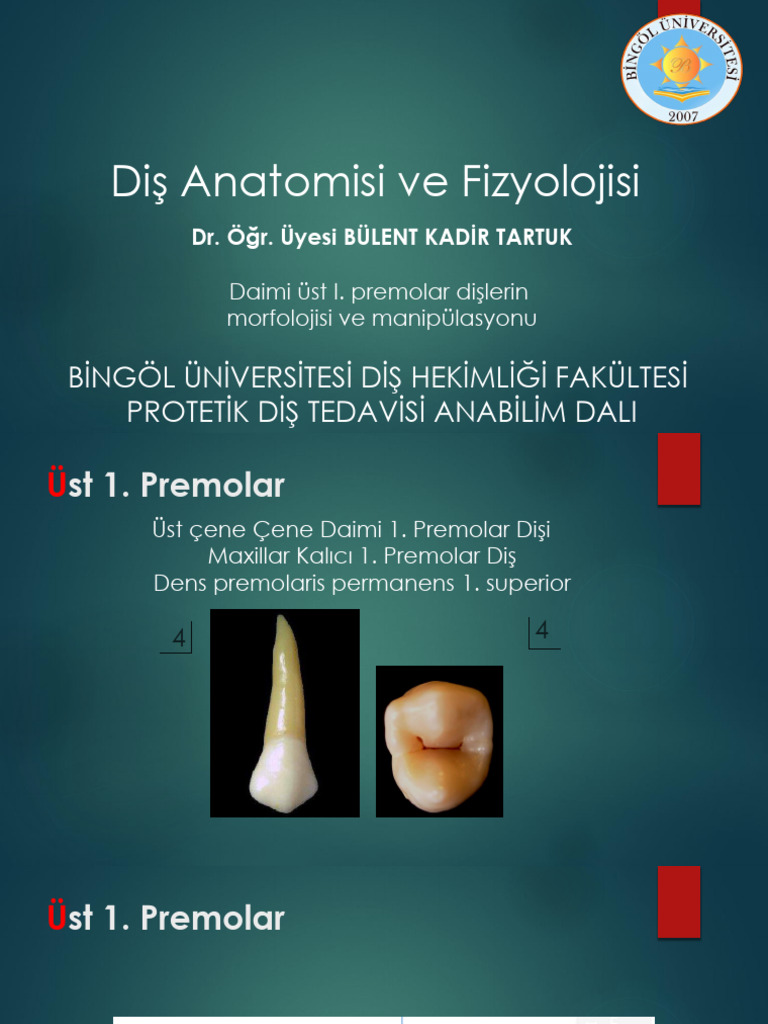 Maxillar 1. Premolar | PDF