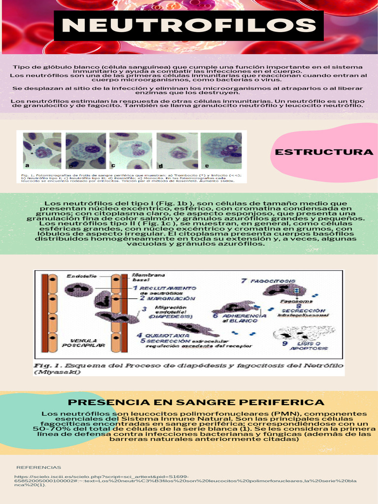 Neutrófilos: Función y Estructura en Inmunidad | PDF
