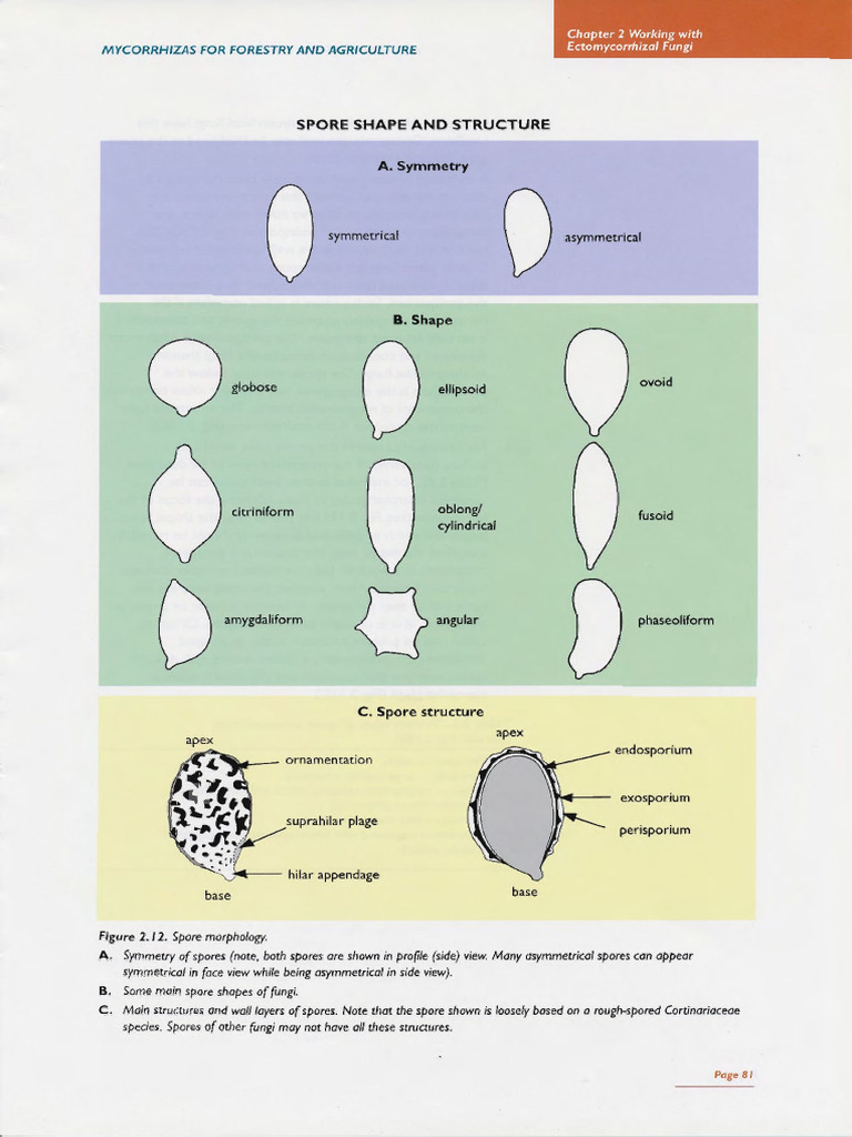 Fungal Spore Shapes and Morphology | PDF | Scanning Electron Microscope ...