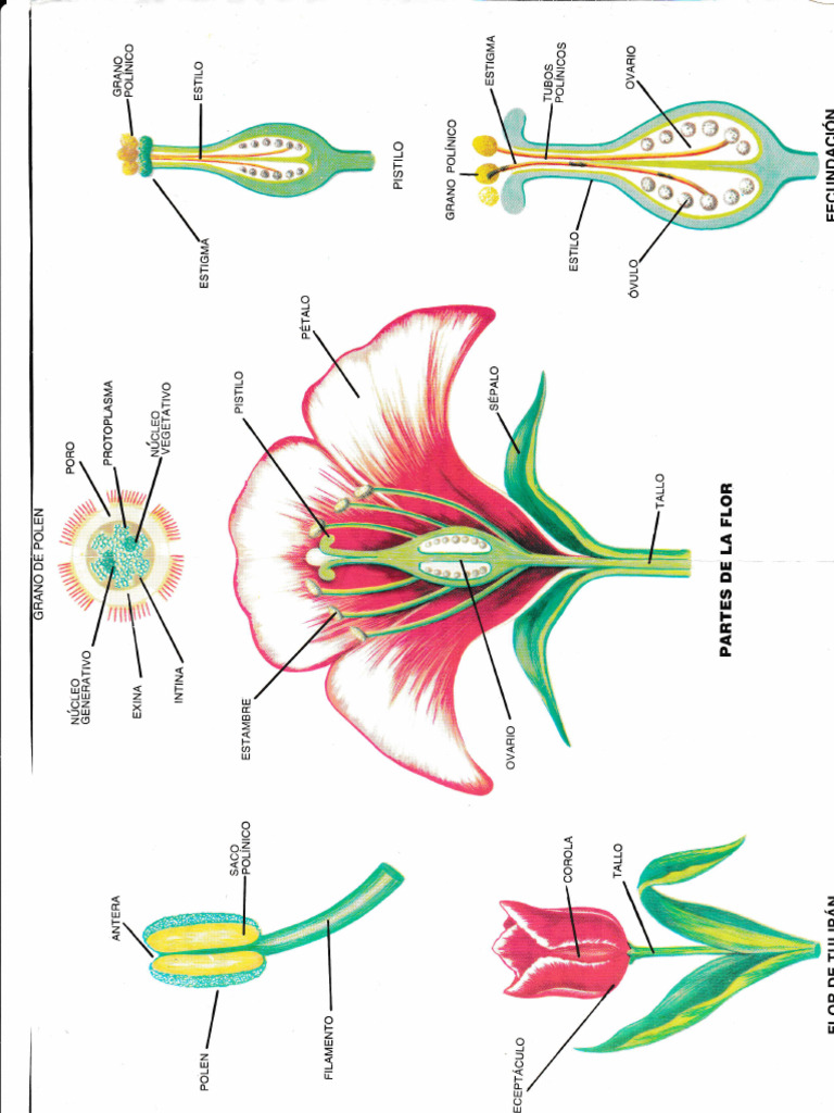 MONOGRAFÍA de La Flor | PDF