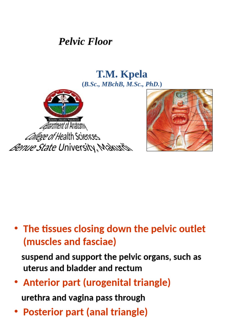 Pelvic Floor | PDF | Pelvis | Urinary Incontinence