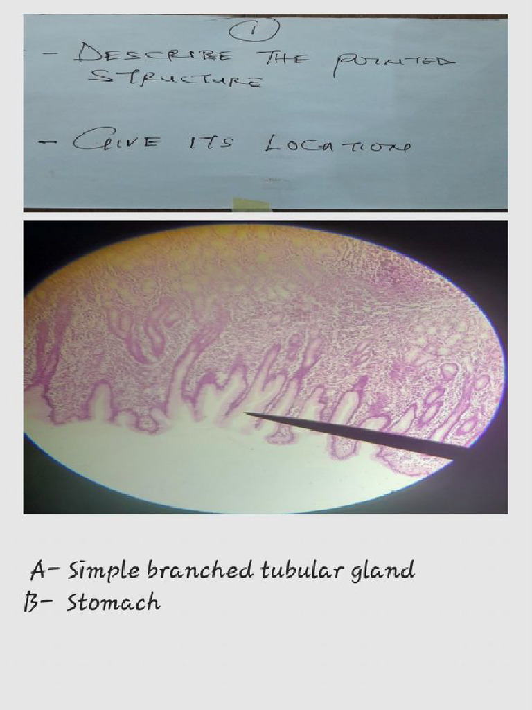 Histo First Test - 241001 - 180149 | PDF
