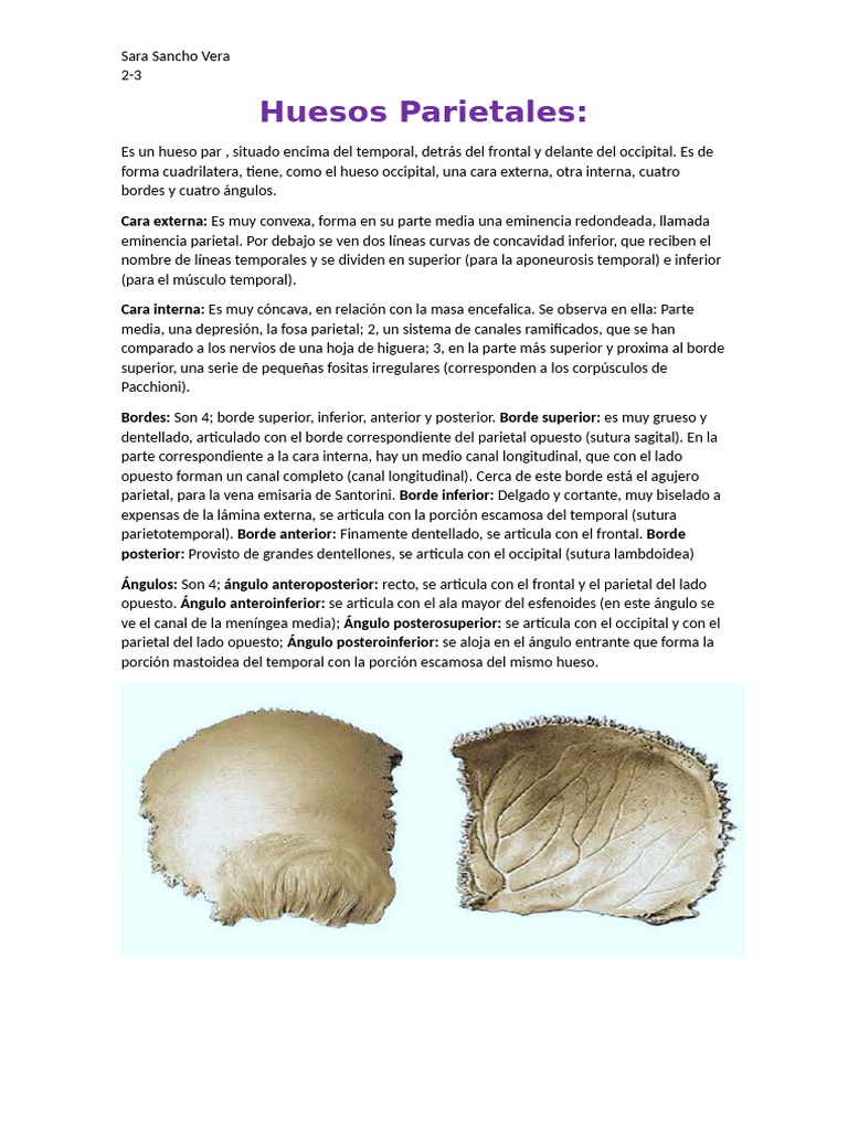 Huesos Parietales | PDF