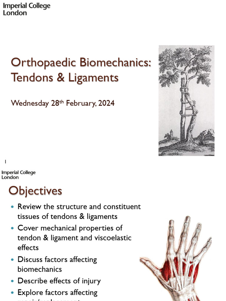 Lecture 13 - Tendons & Ligaments 2023-24 | PDF | Tendon | Deformation ...