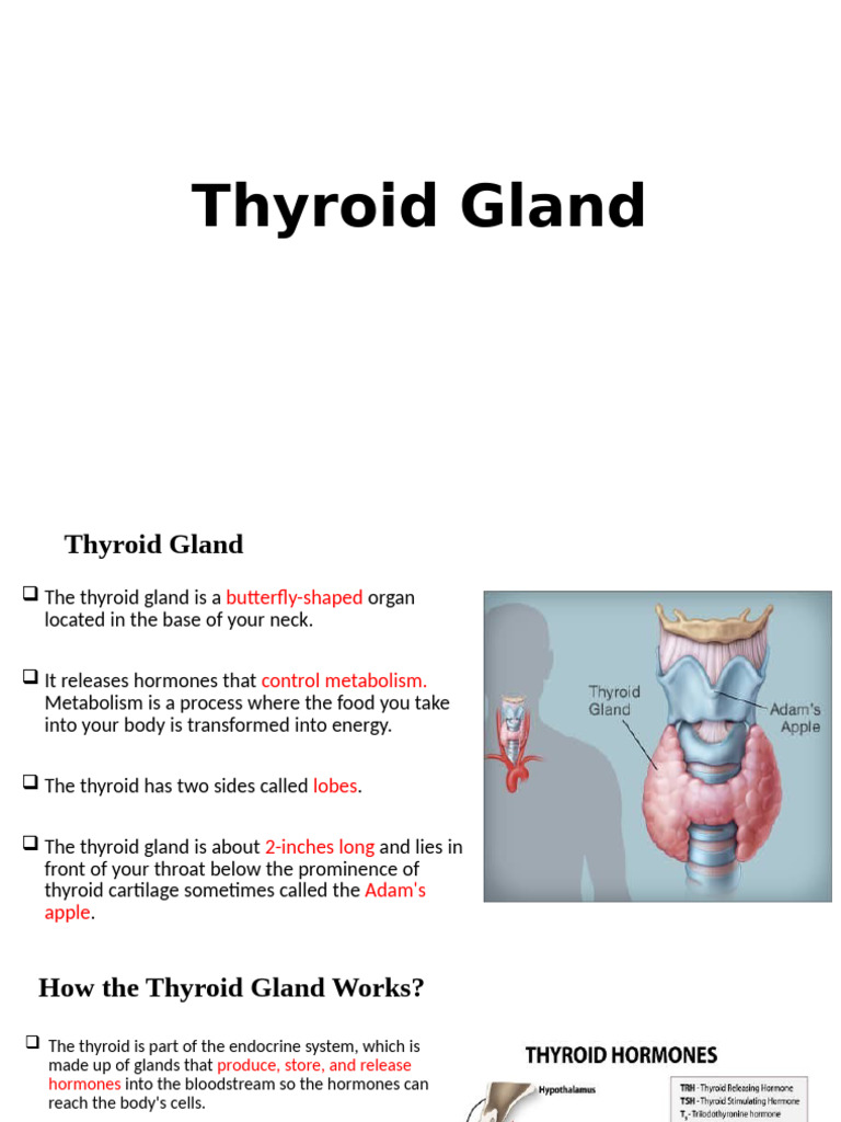 Thyroid Gland | PDF | Thyroid | Thyroid Disease