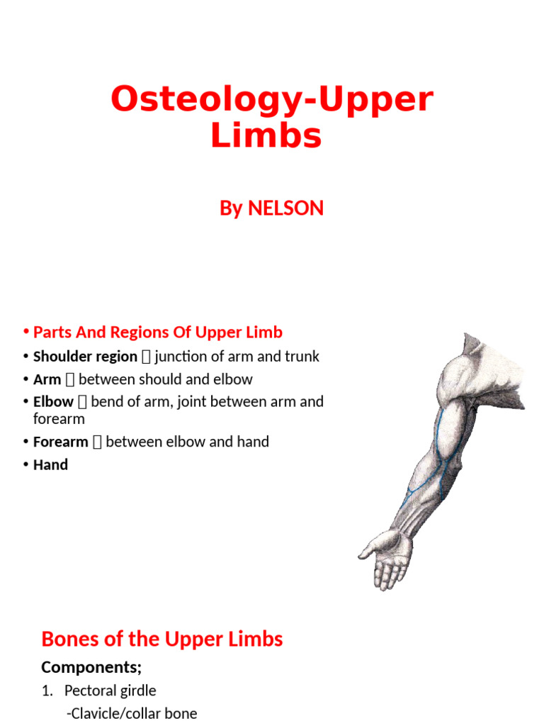 1. Osteology-Upper Limbs | PDF | Elbow | Skeletal System