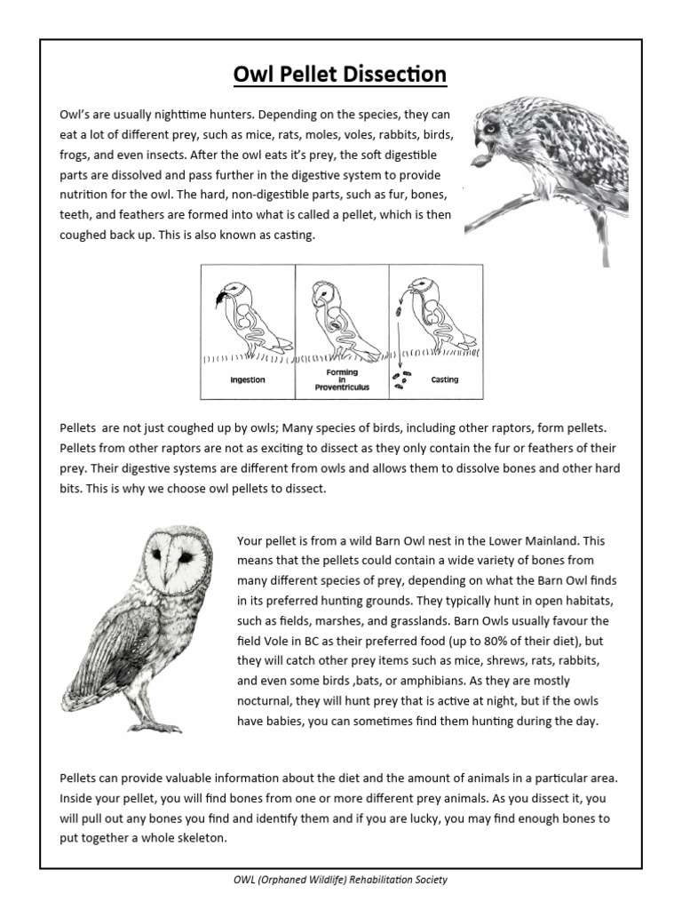 Pellet Dissection NEW 2020 | PDF | Owl | Predation