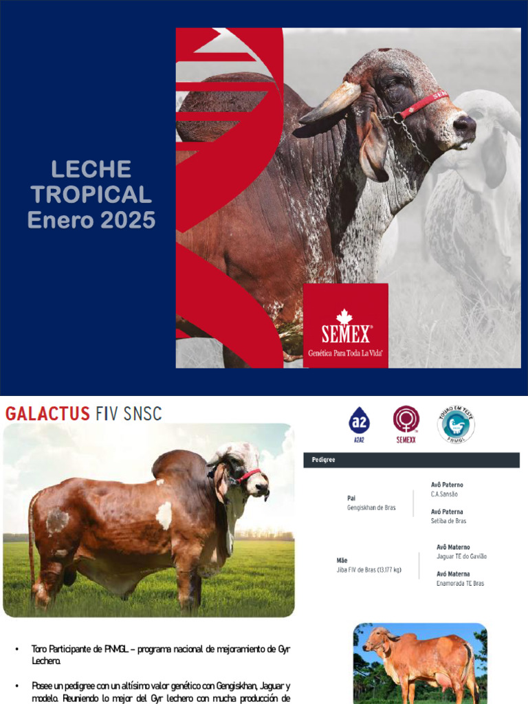 Catalogo Semex Tropical 2025 Ecuasemex | PDF | Vacas | Animales y humanos