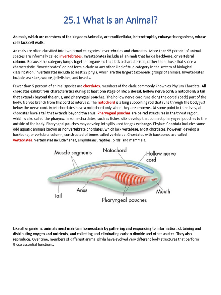 Chapter 25 Summary | PDF | Invertebrate | Skeleton