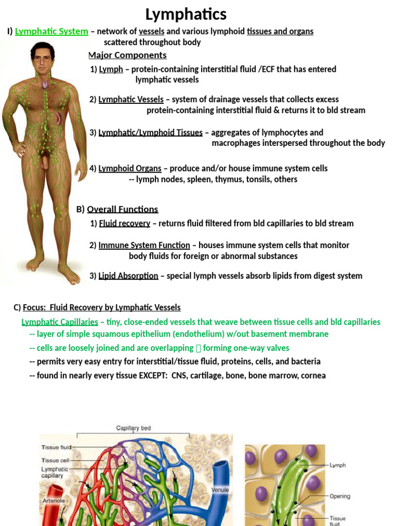 Overview of the Lymphatic System | PDF | Lymphatic System | Immune System