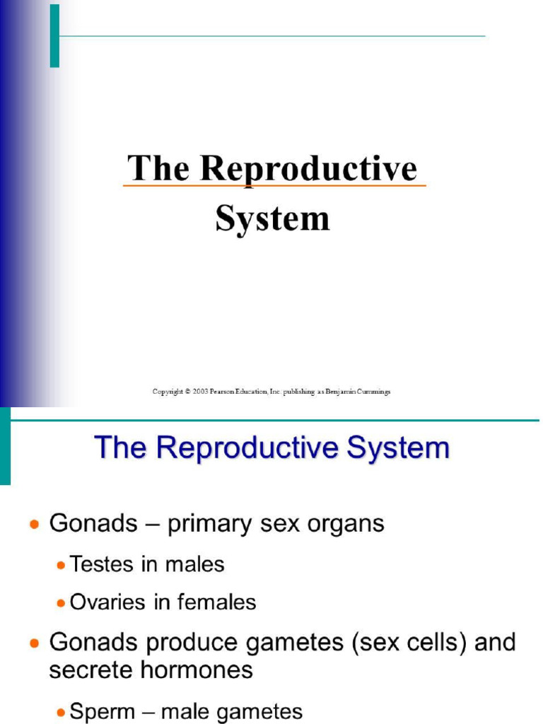 Ch16 - Reproductive System | PDF