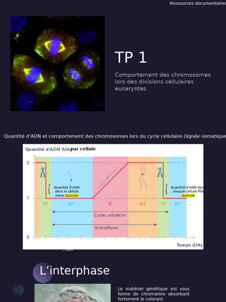 TP1 Mitose Documents | PDF | Chromosome | Mitose