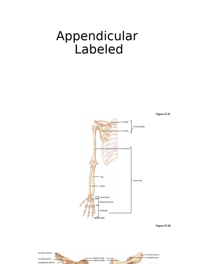 Appendicular Skeleton | PDF | Pelvis | Lower Limb Anatomy