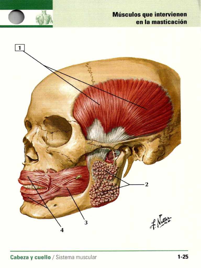 Cabeza y Cuello 1-25 a 1-28 | PDF | Anatomía humana | Cabeza y cuello humanos