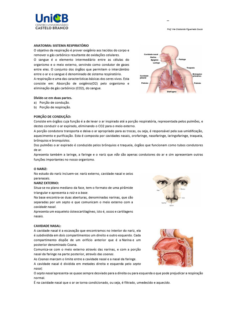 Anatomia Sistema Respirat-rio Resumo | PDF | Pulmão | Sistema respiratório