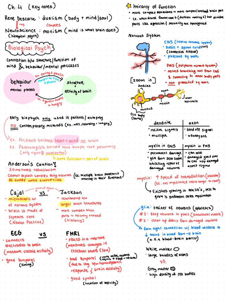 Psych ch.4 Key Notes Uoft | PDF | Brain | Central Nervous System