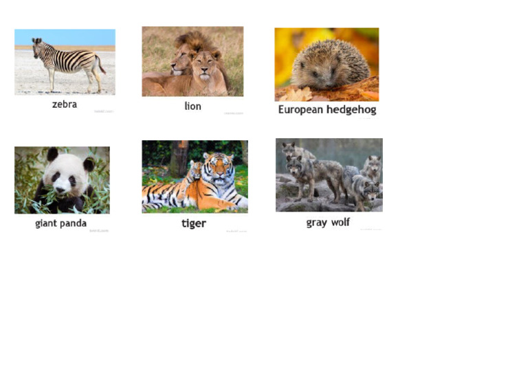 animals around the world sorting pictures | PDF