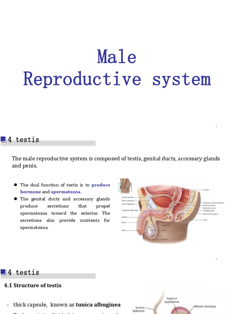18 Male Reproductive System | PDF | Testicle | Mammal Reproductive System