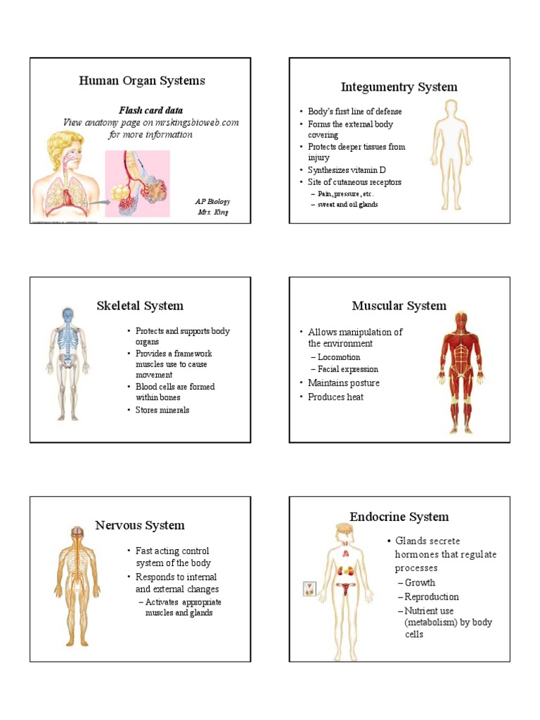 Overview of Human Organ Systems | PDF
