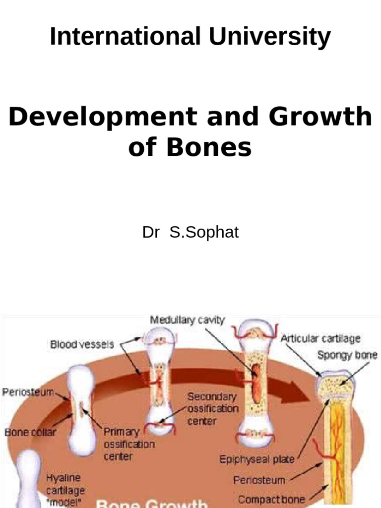 Bone Growth and Development Stages | PDF