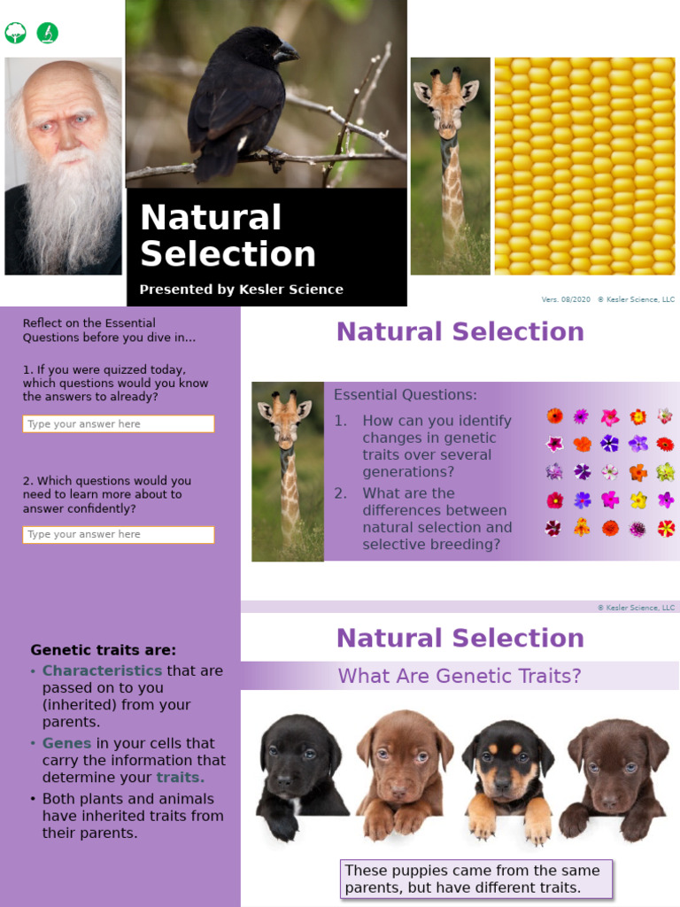 3 Explanation - Natural Selection Presentation - Interactive W ...