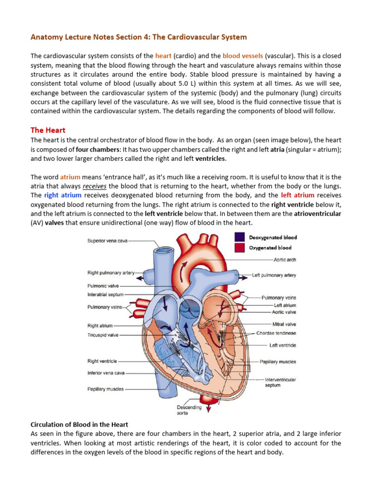 #10 Cardiovasc Anat Lect Notes | PDF | Heart Valve | Heart