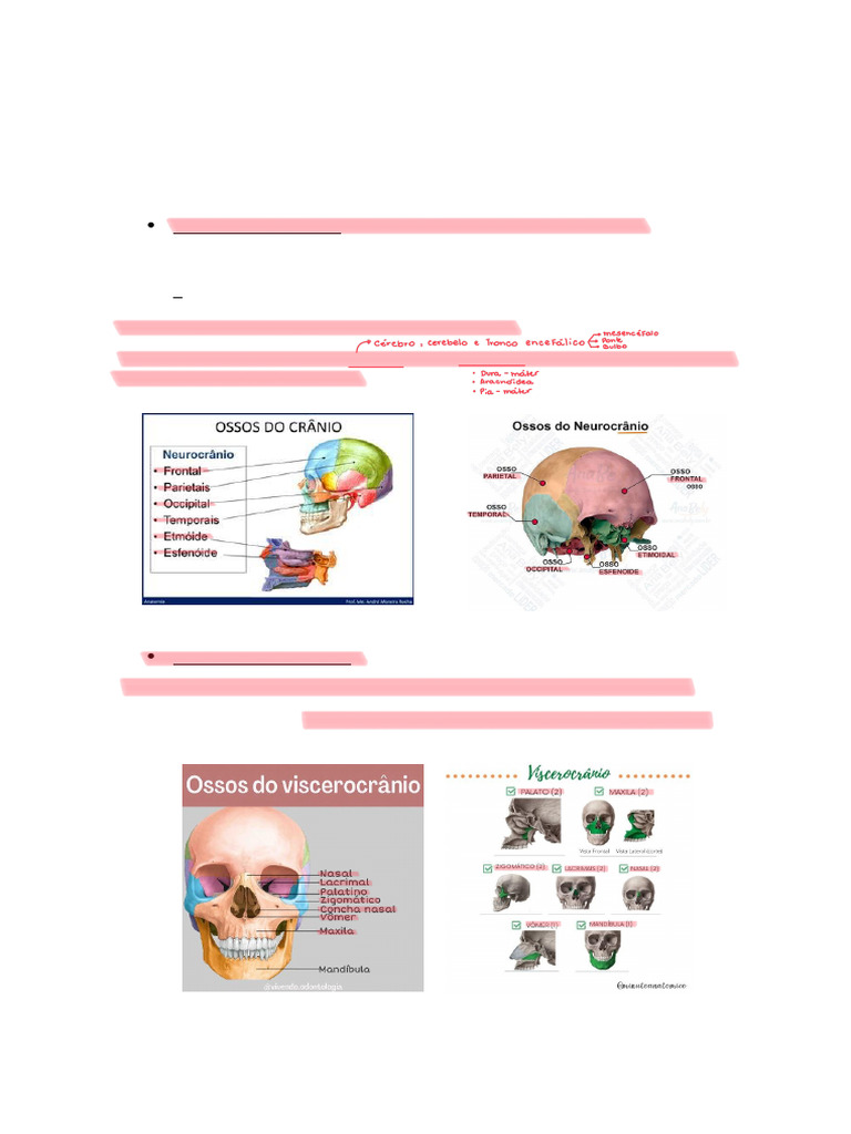 ANATOMIA CABEÇA | PDF | Cérebro | Sistema nervoso central