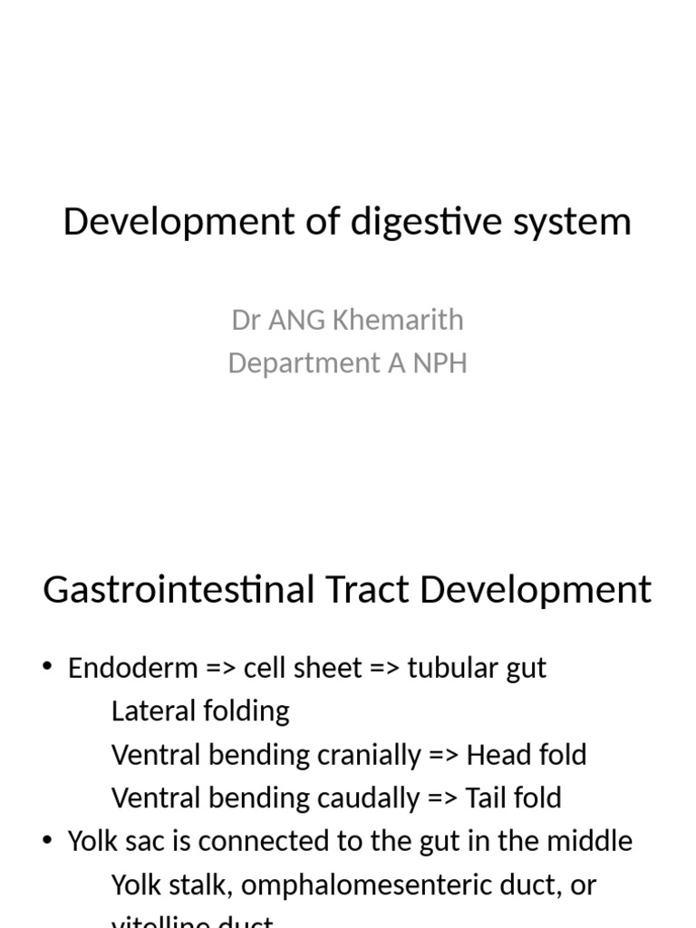 Development of Digestive System | PDF | Gastrointestinal Tract | Esophagus