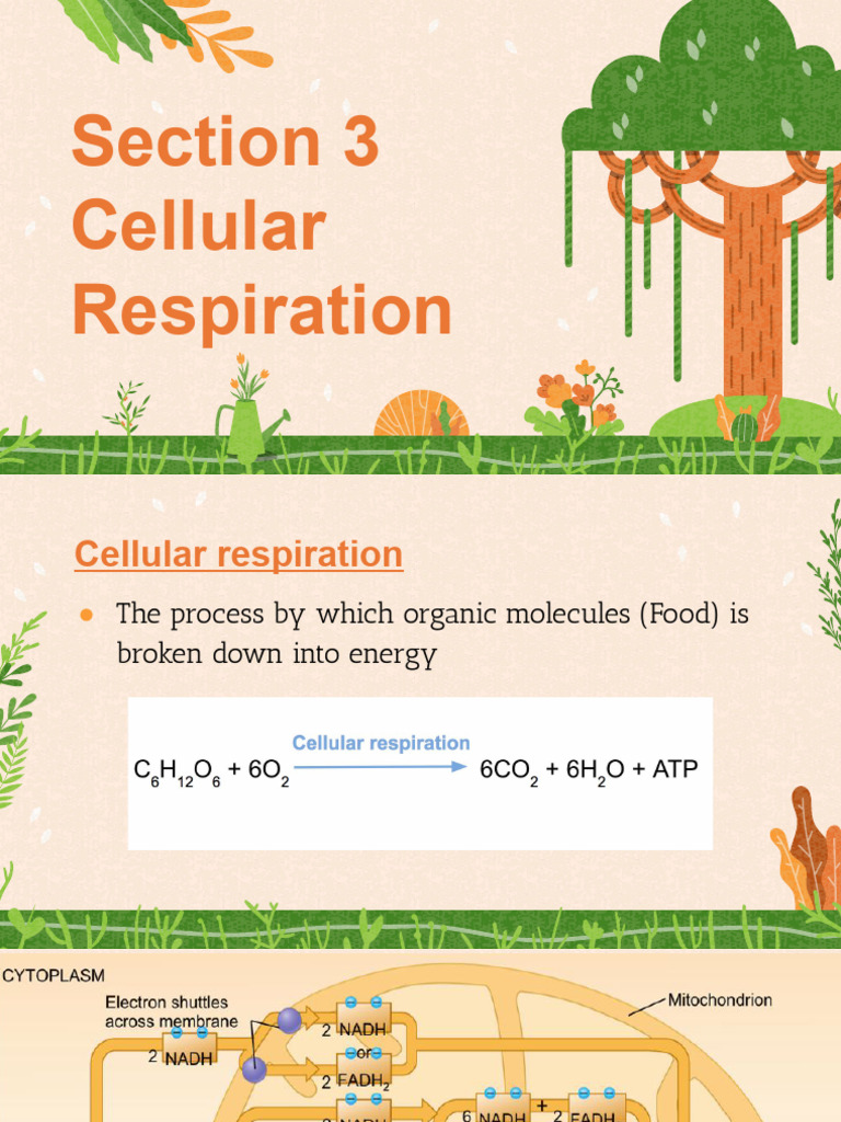Cellular Respiration Explained | PDF