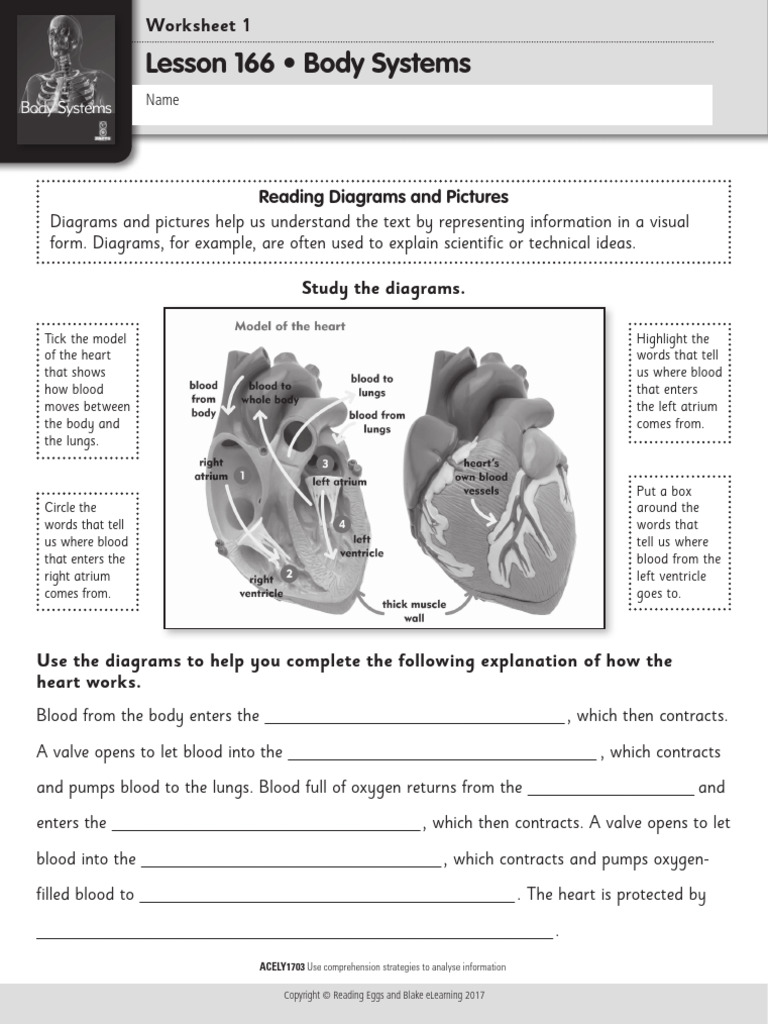 Year 5 Reading Comphrenshion Practice 21 | PDF | Heart | Blood