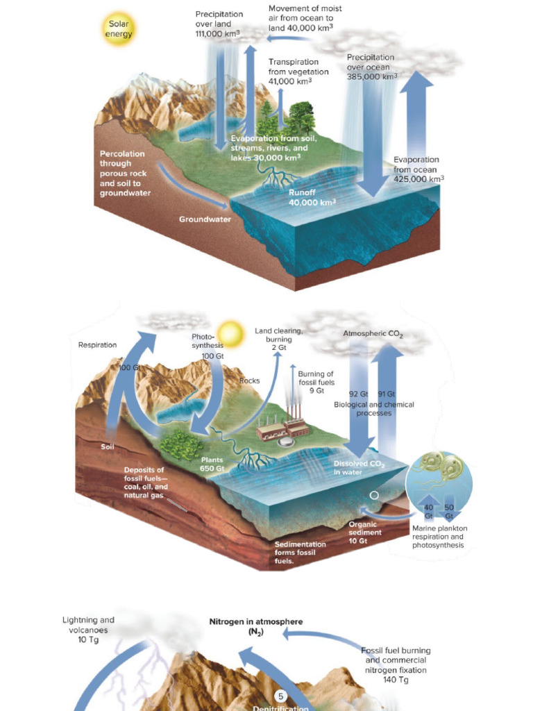 Nutrient Cycle | PDF