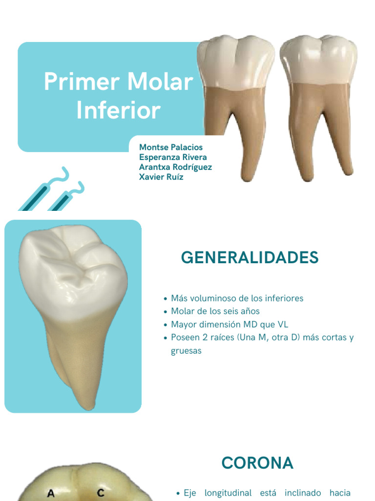 Primer Molar Inferior | PDF