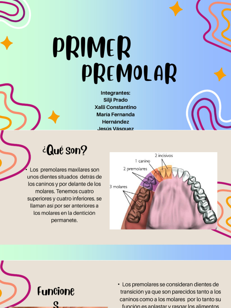 Primer Premolar | PDF