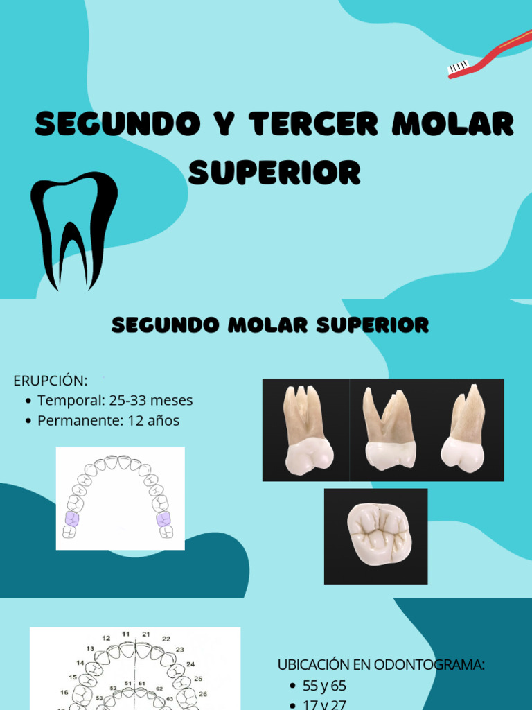 Segundo y Tercer Molar Sup 2 | PDF | Ramas de Odontología | Anatomia dental
