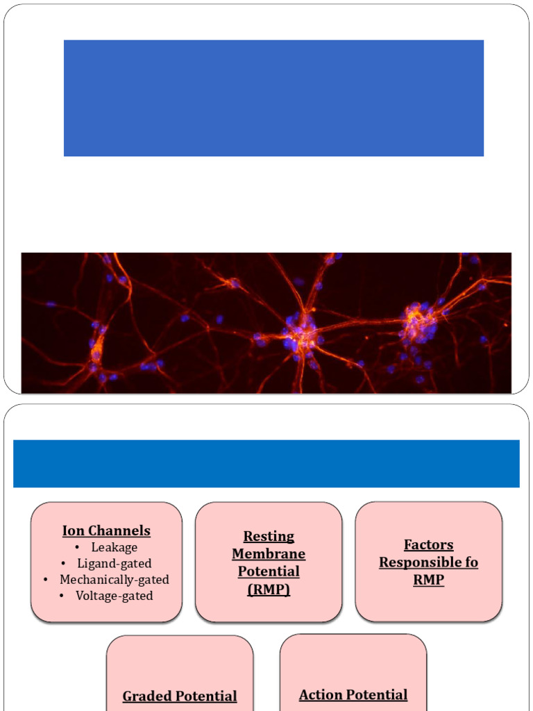 2. Nervous System - Electric Signal in Neuron | PDF | Action Potential ...