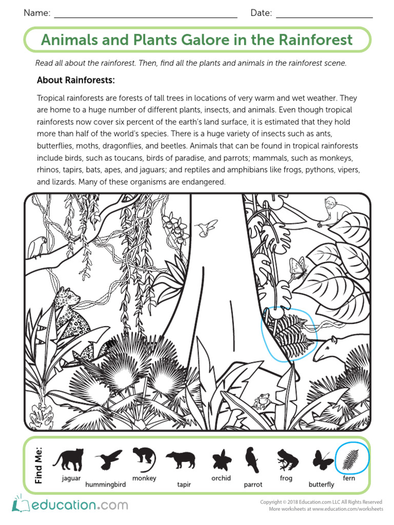 Rainforest Animals and Plants Galore | PDF
