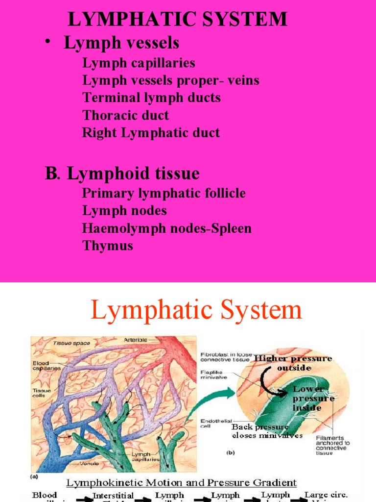 Thoracic Duct | Lymphatic System | Aorta