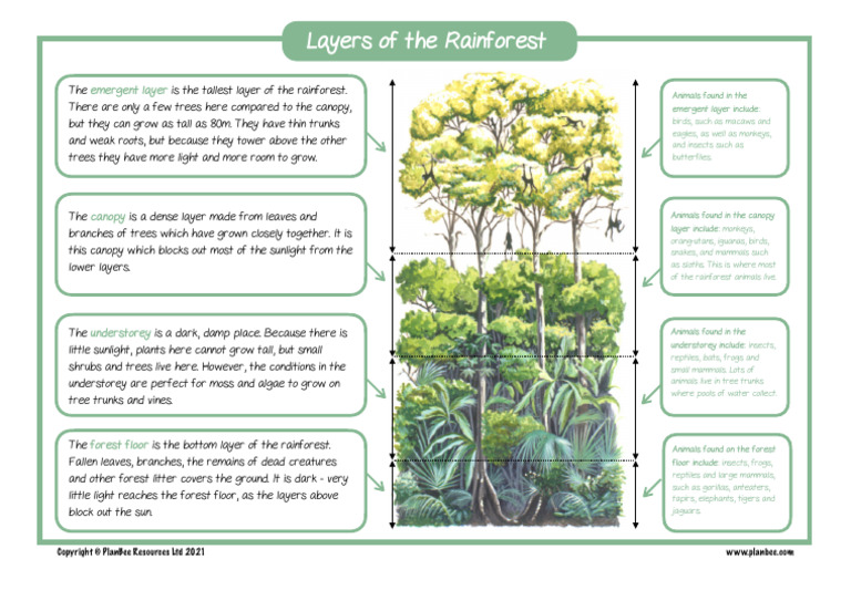 Layers of the Rainforest Explained | PDF | Rainforest | Canopy (Biology)