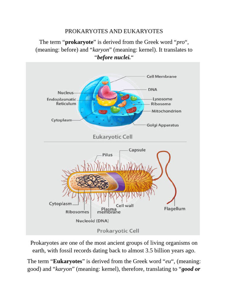 Prokaryotes and Eukaryotes_55d4f0060635347b091121e4ae9f21de | PDF ...