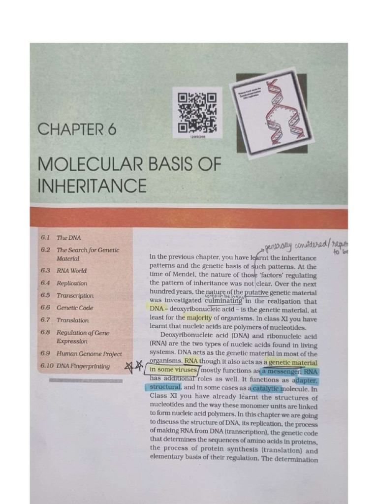 Molecular Basis of Inheritance1 | PDF