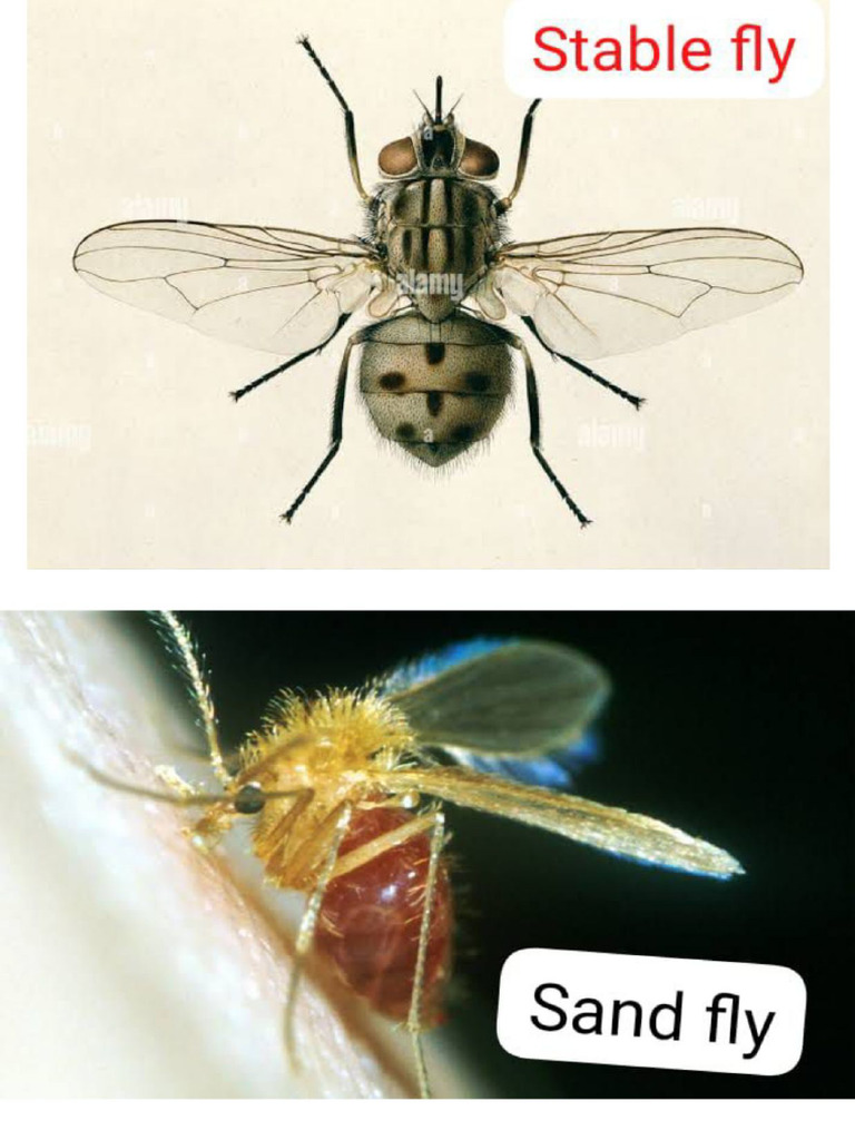 Identification of Fly,Lice,Flea,Mitr,Tick.MIPA 322.L3S1 (1) | PDF