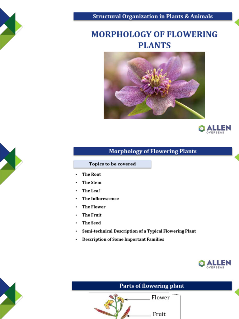 Morphology of Flowering Plants | PDF | Leaf | Fruit