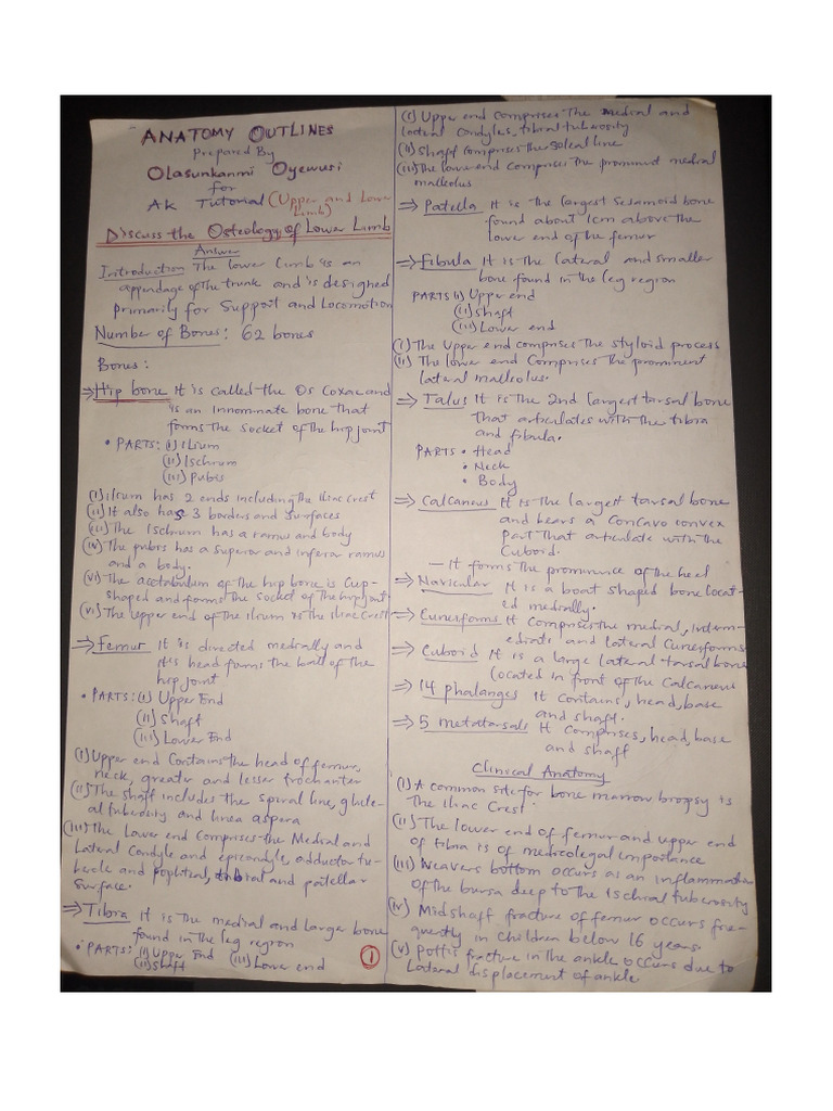 Anatomy Outlines | PDF