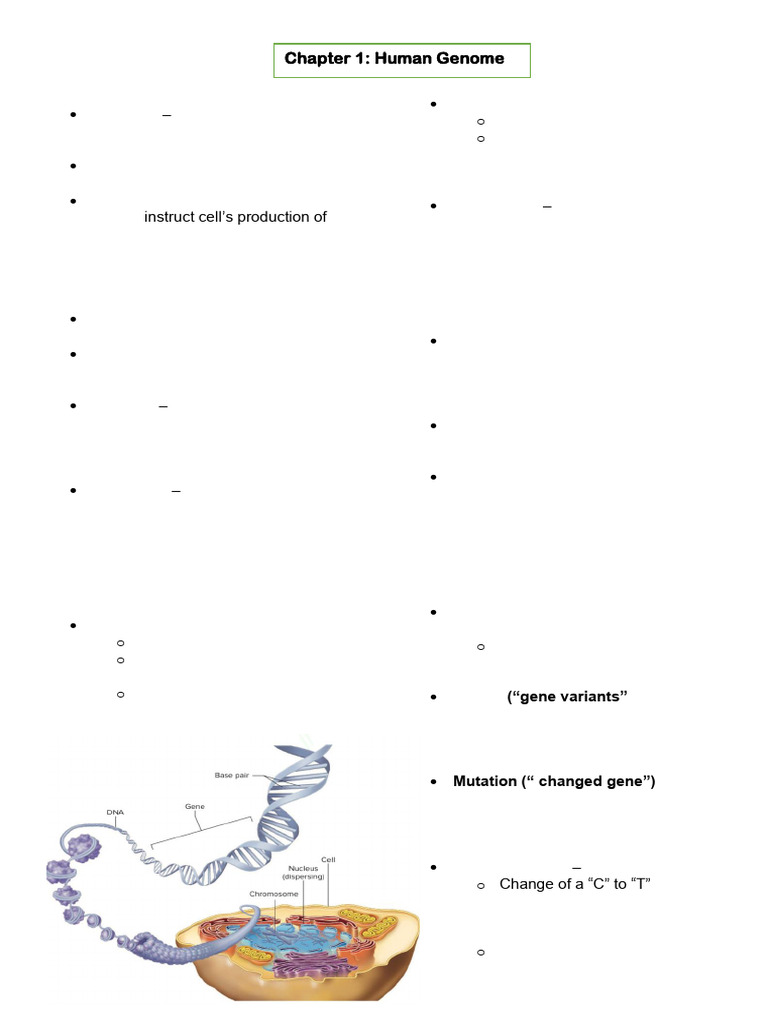 CHAPTER 1 - "The Human Genome" | PDF | Dna | Nucleic Acid Sequence